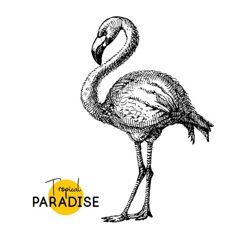 Premium Vector Hand Drawn Sketch Black And White Vintage Exotic