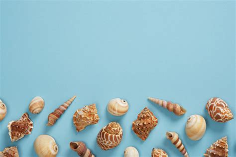 하늘색 배경에 다양한 갈색 껍질이 있는 여름 항해 배경 텍스트를 위한 위치입니다 0명에 대한 스톡 사진 및 기타 이미지 0명 가리비 갈색 Istock