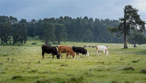 Asturian