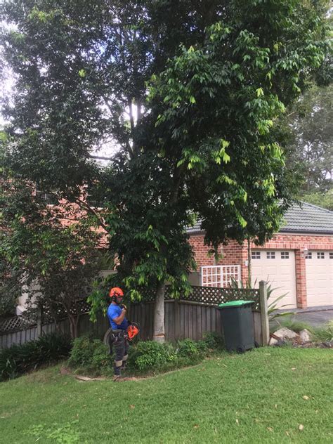 Sydney Tree Hedging Professional Hedging Services Contact Us