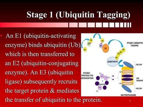 Proteasome Inhibitors In Cancer Therapy Ppt