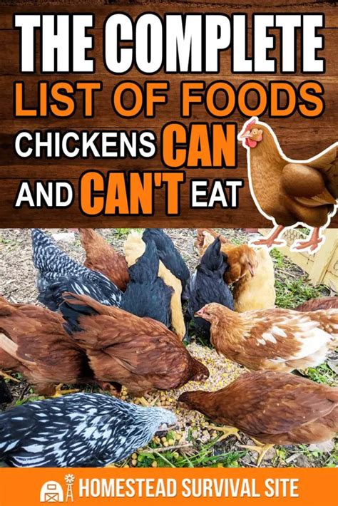 The Complete List Of Foods Chickens Can And Cant Eat