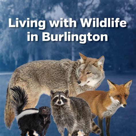 Living With Wildlife In Burlington Take Action Burlington