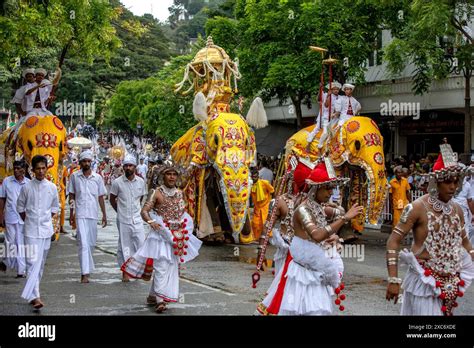 A Trio Of Ceremonial Elephants Parade Along A Street At Kandy In Sri
