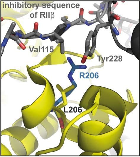 Structure Of The Pka C L206r Mutant Structure Of The Pka C Yellow