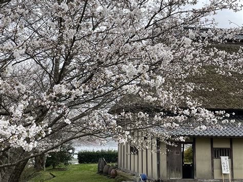 京都府立丹後郷土資料館 on Twitter 旧永島家の桜もうすぐ満開です