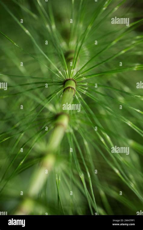 Close Up Of The Stem And Leaves Of A Green Cylindrical Plant Stock
