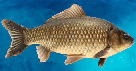 What Is An F1 Carp Updated 2024 Carp Fishing Tips