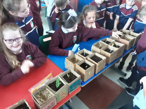 Plant Growth Experiment Results