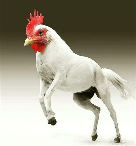 Thanks I Hate It Horse Cock Rtihi