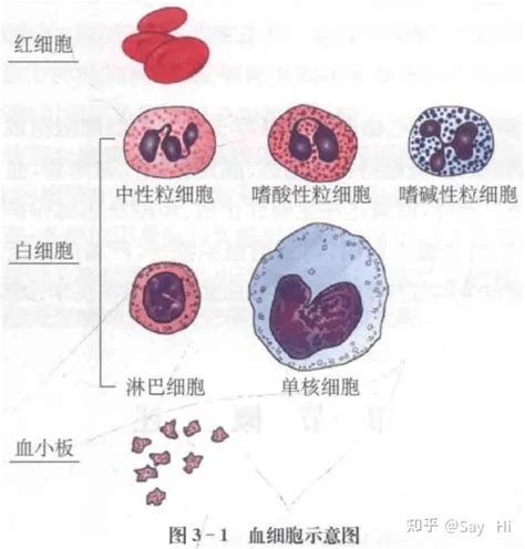 如何看懂自己的血常规检查报告？——普通人也能读懂的健康指南 知乎
