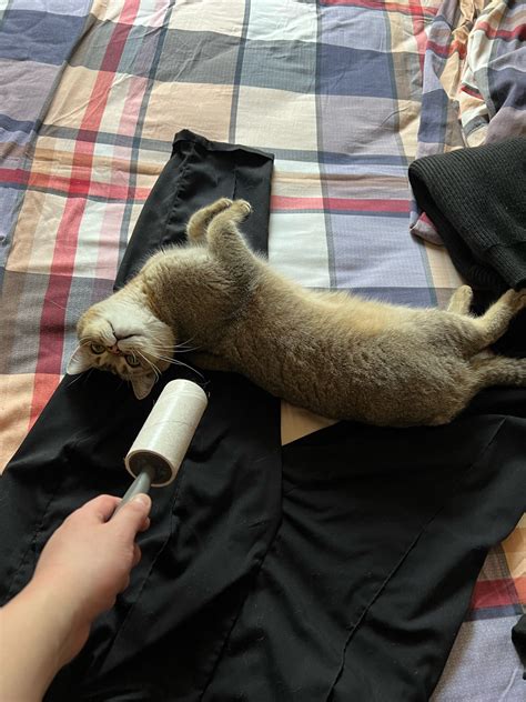 猫猫就喜欢趴在衣服上 Nga玩家社区