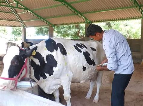 Lumpy Skin Disease लंपी रोग से परेशान किसान यहां जानें इस समस्या का समाधान Lumpy Skin