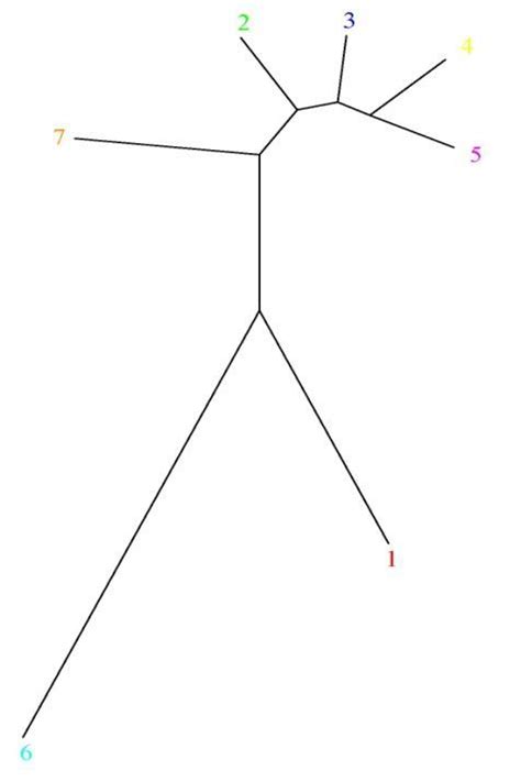 Tree Diagram Showing Relationship Among Seven Sub Groups Based On Download Scientific Diagram