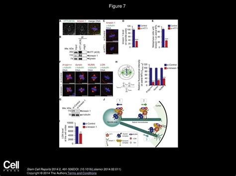 Huntingtin Regulates Mammary Stem Cell Division And Differentiation