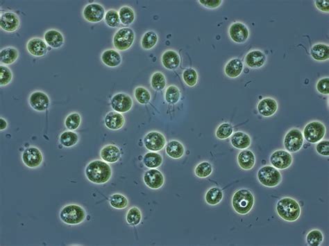Microalgae Products Fraunhofer Igb