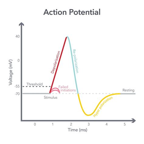 What Is Action Potential