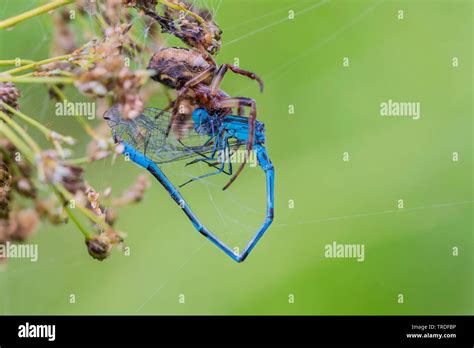 Marbled Orbweaver Marbled Spider Araneus Marmoreus Hidden Between