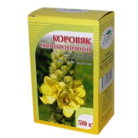 Растение коровяк или царский скипетр: выращивание из семян ...