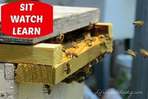 How To Keep Bees From Stinging You The First Step In Preventing Bee