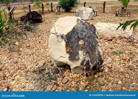 Piedra De Ryolite En El Fondo De Tierra De La Imagen Del Campo Imagen