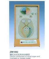 上海康谊教学仪器设备有限公司 上海康谊 电动系列解剖学模型 上海康谊医学教学仪器