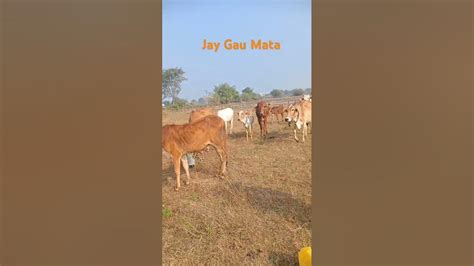 गौ माता गोपाल के बुलाने से कैसे दौड़ी आती हैं जय गौ माता जय गोपाल