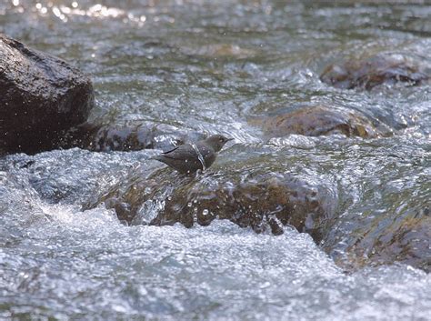 Swimming American Dipper Birdnote
