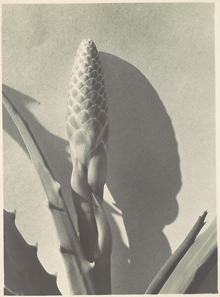 Imogen Cunningham Aloe The Metropolitan Museum Of Art
