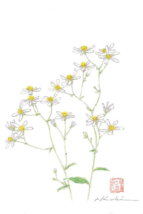シラヤマギク白山菊 みちくさ