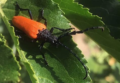 Bug Wild The Cobalt Milkweed Beetle Mountain Valley Living