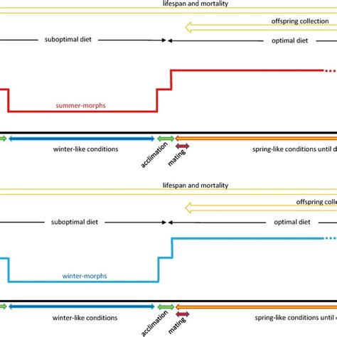 Graphical Representation Of The Experimental Setup The Timeline