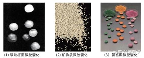 微胶囊包埋技术在益生菌中的应用 知乎