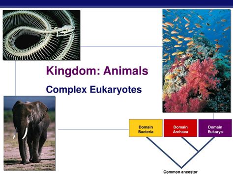 Bacteria Domain Examples