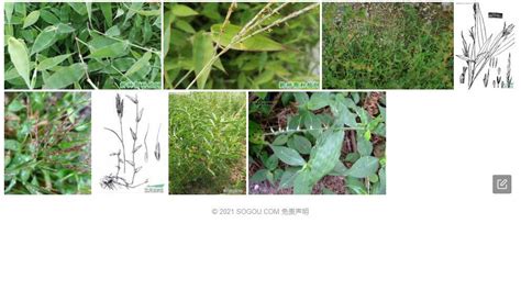 西南荩草 Arthraxon xinanensis 拉丁名学名属名科名植物生活型图片