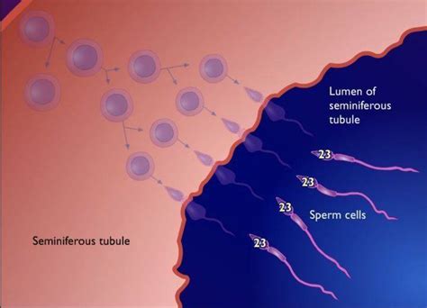 Spermatogenesis Starts At Puberty There Is Increased Secretion Of Gnrh