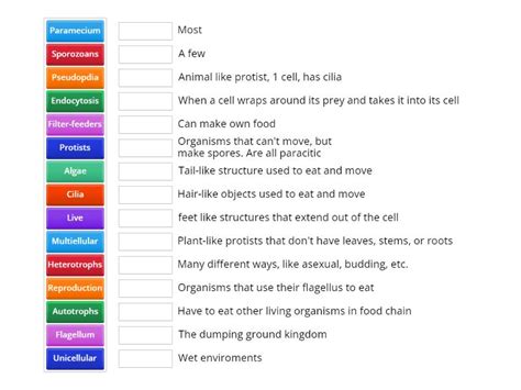 Protist Studying Activity Match Up