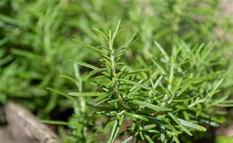 Plantas Medicinais Conheça 5 Espécies E Seus Benefícios
