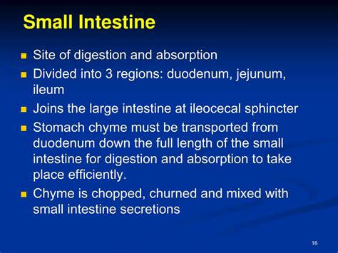 Ppt Motility Function Of The Gastrointestinal System Powerpoint