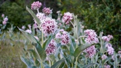When And How To Sow Milkweed Seeds For An Abundant Butterfly Garden