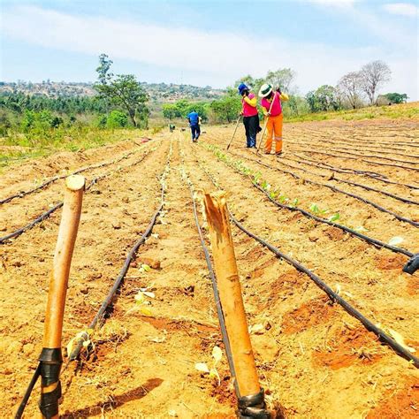Nkosinathiriccar Ndlovu On Linkedin Planting Underway Buhlebemvelofarms