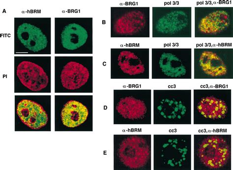 Subnuclear Distribution Of Hbrm And Brg1 Proteins In Hela Cells Hela