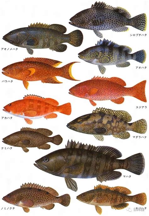 海石斑鱼图片大全石斑鱼图片大全大图 伤感说说吧
