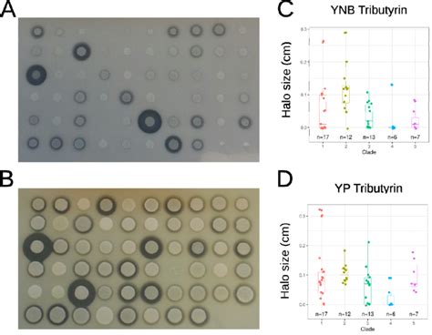 Lipase Activity On Tributyrin A Halo Formation Around Colonies Grown