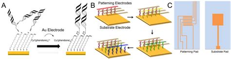 Figure 1 From Electrochemical Patterning And Detection Of Dna Arrays On