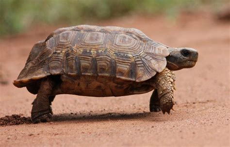 How To Tell If Tortoise Eggs Are Fertile The Turtle Hub