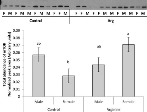 Characterization Of Mechanistic Target Of Rapamycin MTOR In