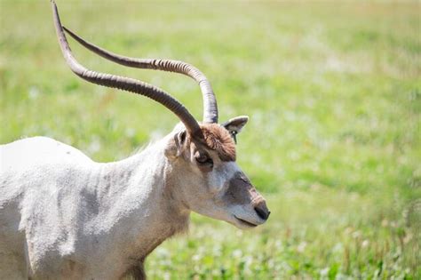 Premium Photo Close Up Of An Ungulate