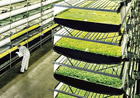 농업 혁명 1 스마트 팜smart Farm 빛·온도·습도 등 조절한 ‘식물공장서 대량생산 출하기간 3분의 2로 단축