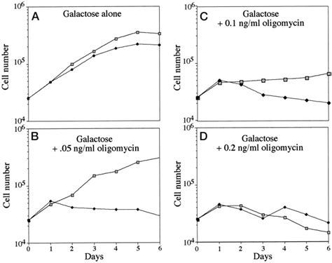 Oligomycin Induces A Decrease In The Cellular Content Of A Pathogenic Mutation In The Human